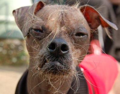 The dog in world: Ugly Mugly Wins Ugliest Dog Contest