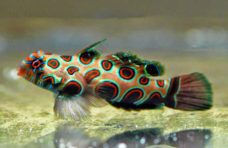 MANDARIN FISH photos - wallpapers (ανανεωμένο) | the fun bank