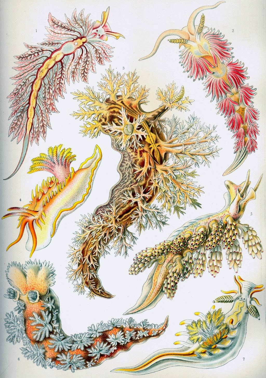 D e f i n e U s: Ernst Haeckel