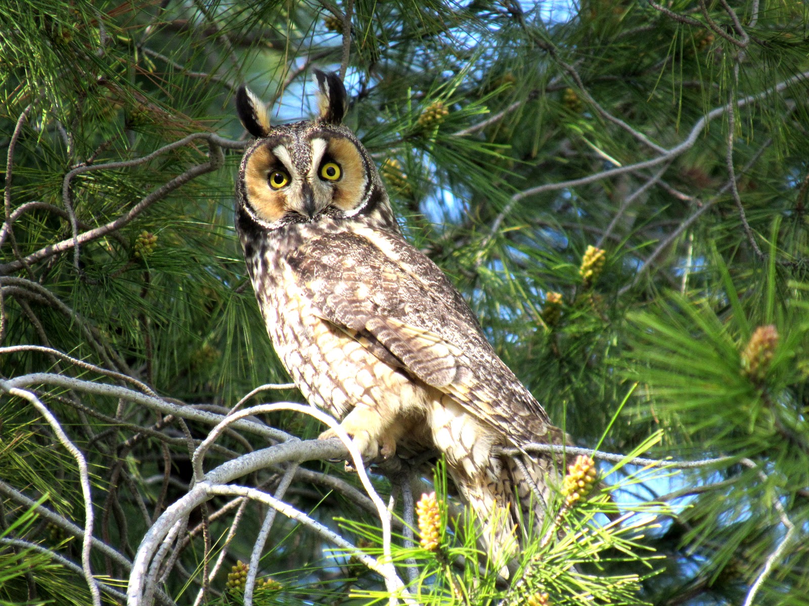 Long-eared Owls