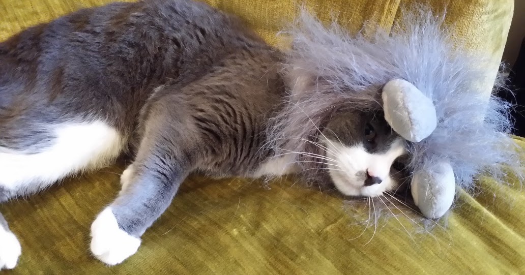 Just the Right Size: Gratuitous Kitteh Monday