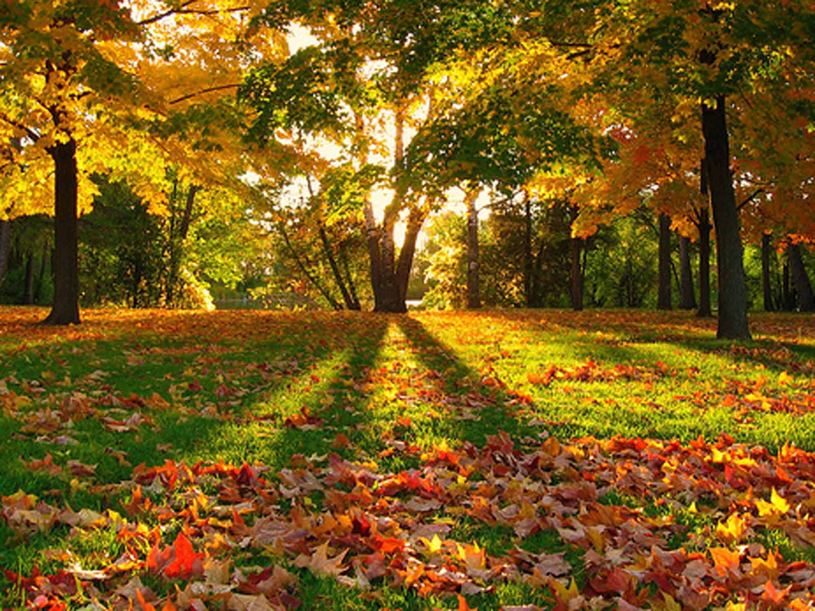 HD Wallpapers: Autumn Pictures