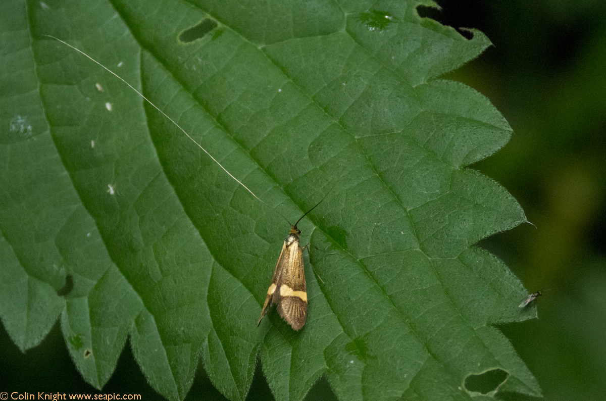 Postcards from Sussex: Longhorn Moths at Warnham