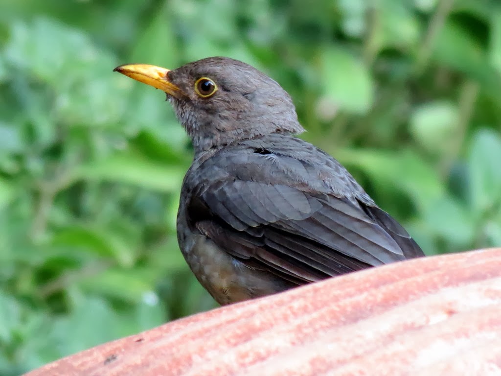 Kreatiewe Joernaal: kransduif