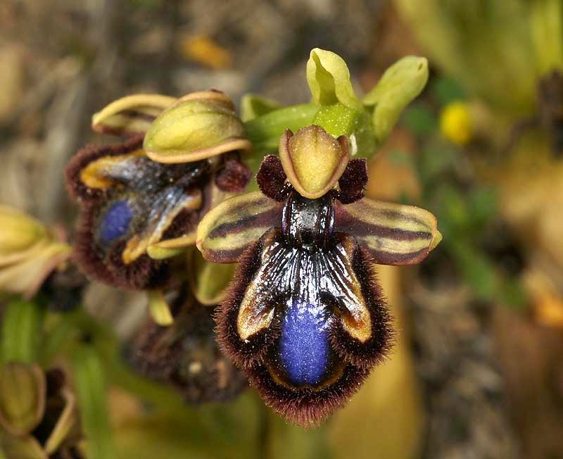 Orchids of Greece: Ophrys speculum