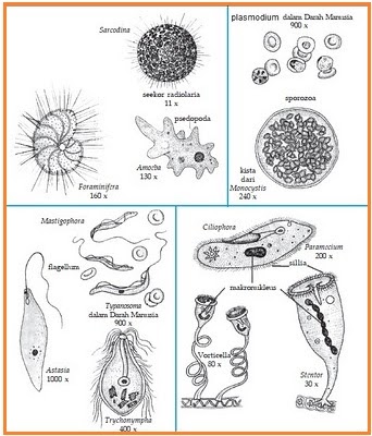 BIOLOGI SMA: Protista Mirip Hewan atau Protozoa