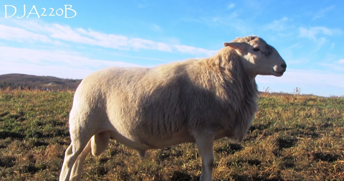 AVERY's KATAHDIN SHEEP