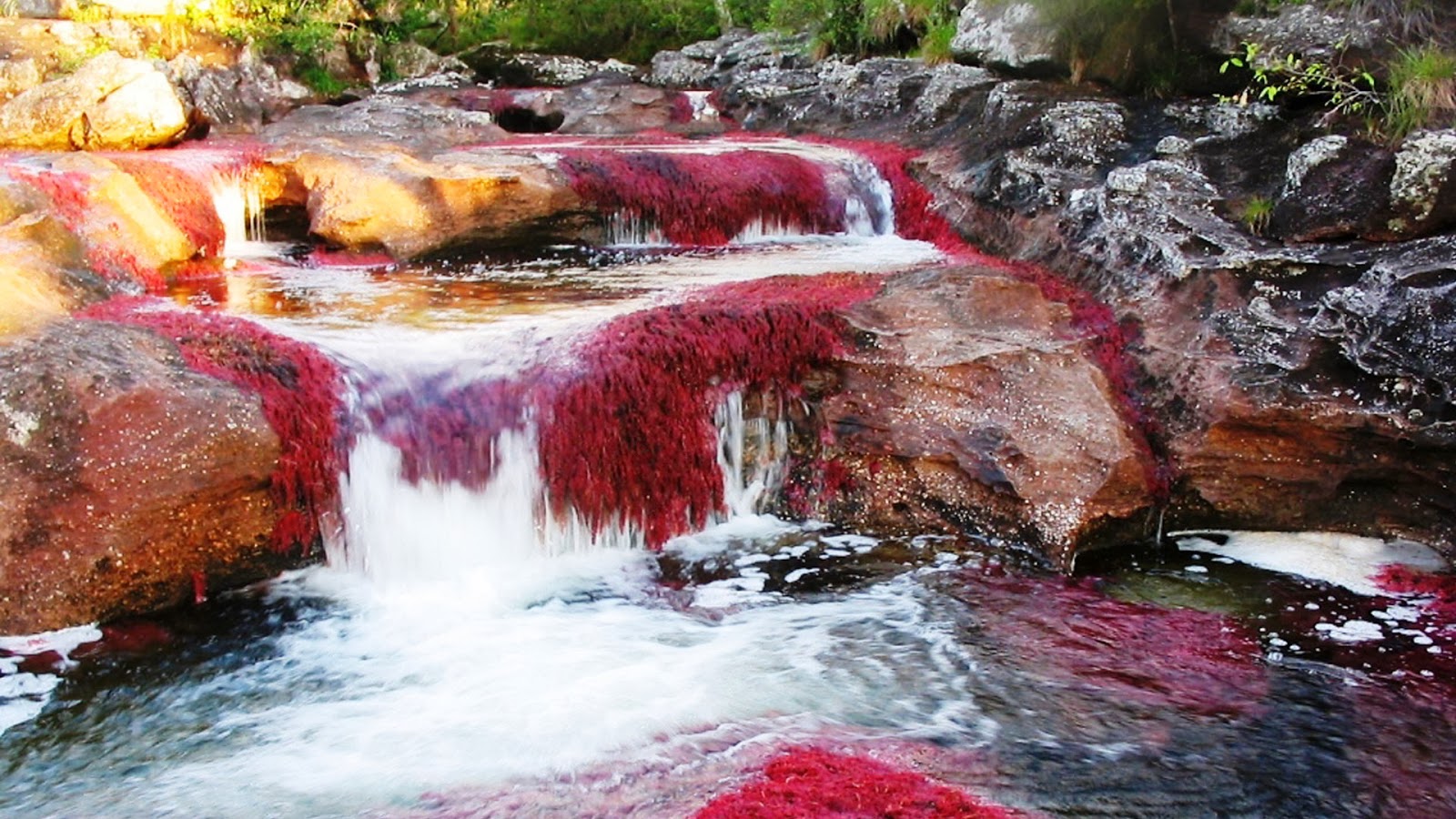 The River Of Five Colors - Cano Cristales - Unbelievable Info