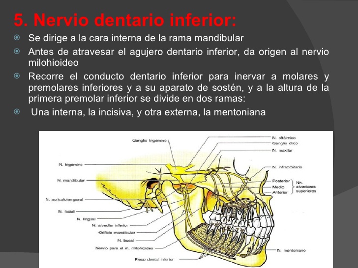 Blog de OdontoPack: PREVENCIÓN DE LA LESIÓN DEL NERVIO DENTARIO INFERIOR