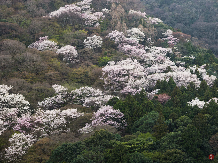FROM THE GARDEN OF ZEN: Yama-zakura (Cerasus jamasakura) blossoms in ...