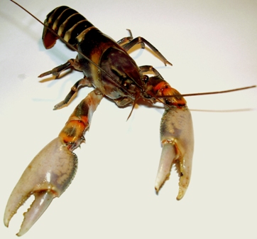 Cherax Sp Papuanus ~ Crayfish | Crawfis | Huna | Lobster Galery