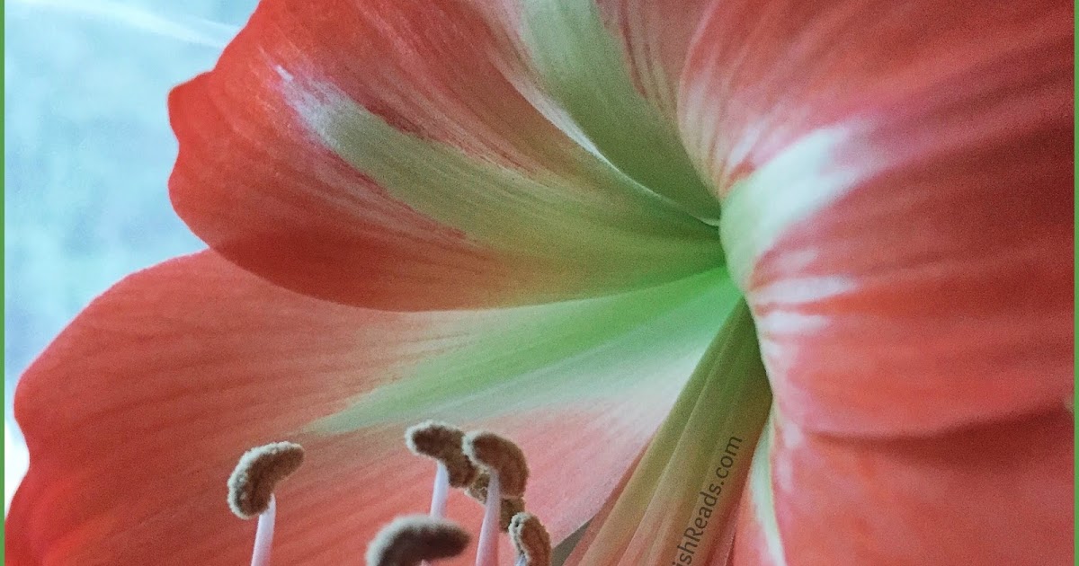 Beth Fish Reads: Wordless Wednesday 430