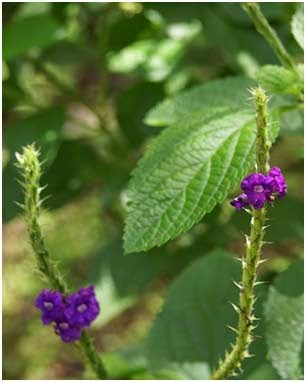 BUNGA-BUNGA LIAR UNGU: Stachytarheta jamaicenis, SI RUMPUT PECUT KUDA ...
