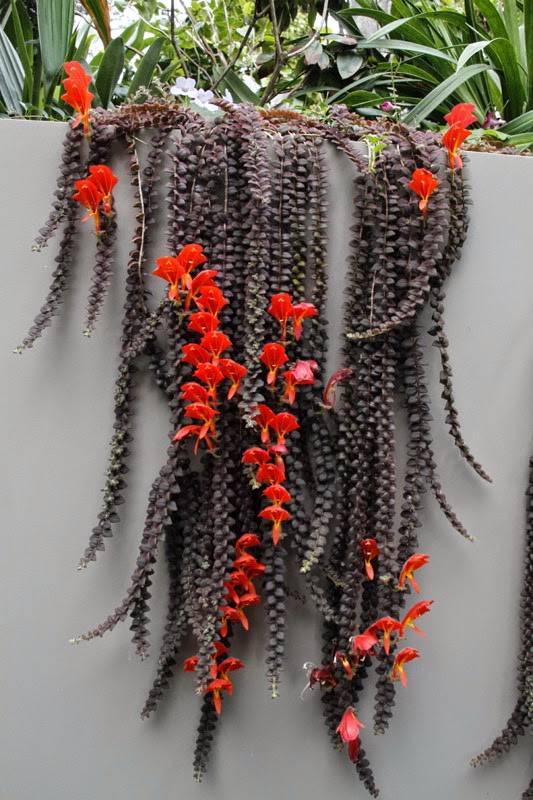 Pirate's Playground: Columnea gloriosa at Gardens by the bay