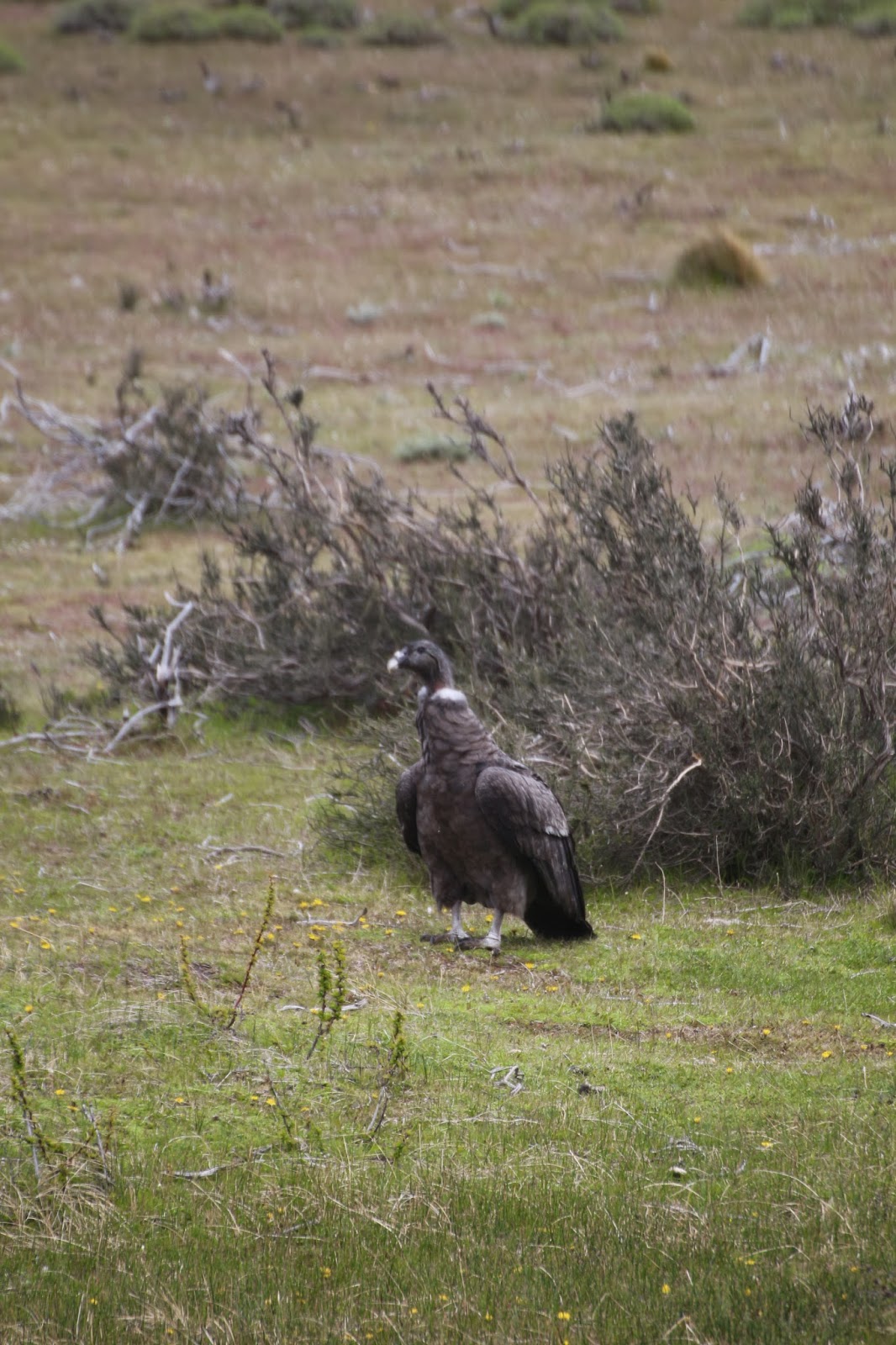 Escales autour du monde ...: Les condors...par Gaëtan