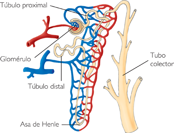Aprendiendo un poco más: Sistema Renal y Urogenital: ¨Resumen y ...