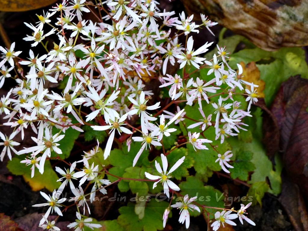 LE JARDIN DES GRANDES VIGNES: Saxifrages d'automne