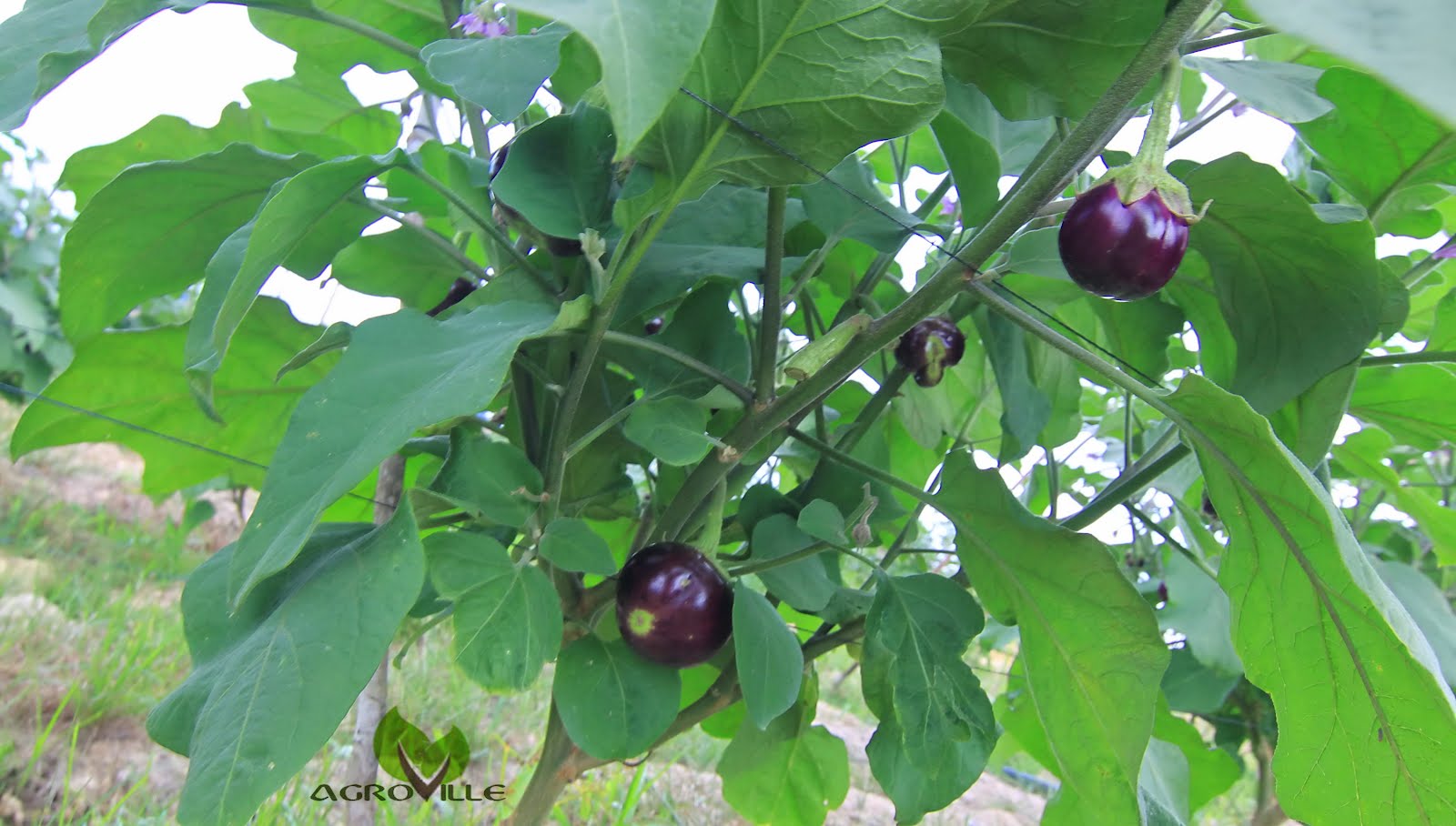 Agriculture Is Our Business: Tanaman Terung Bulat - Update Feb 12