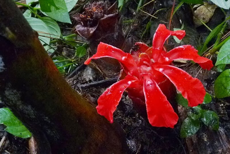 Wild Gingers in the Rainforest