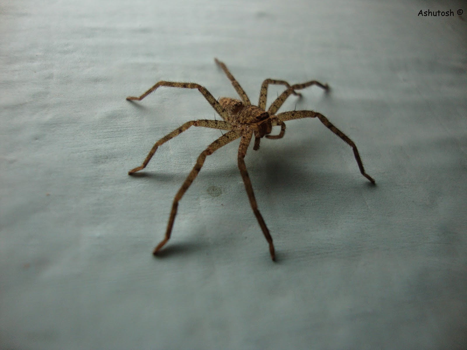 Planet Insecta: Spring Spider