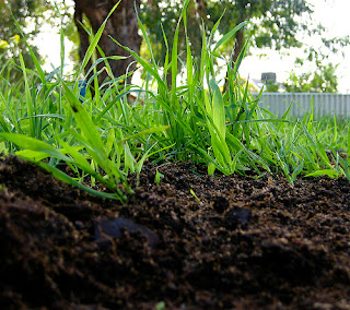 Penjelasan dan Pengertian Tanah Litosol, Tanah Humus dan Tanah Grumusol ...