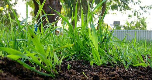 Penjelasan dan Pengertian Tanah Litosol, Tanah Humus dan Tanah Grumusol ...