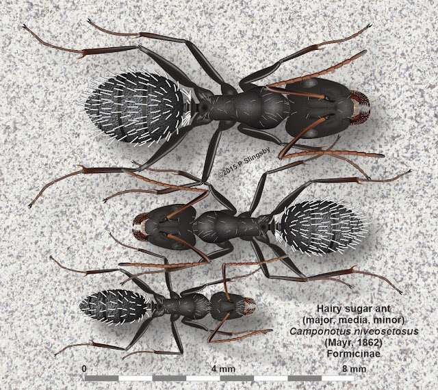 - Ants of Southern Africa -: Ant Catalog