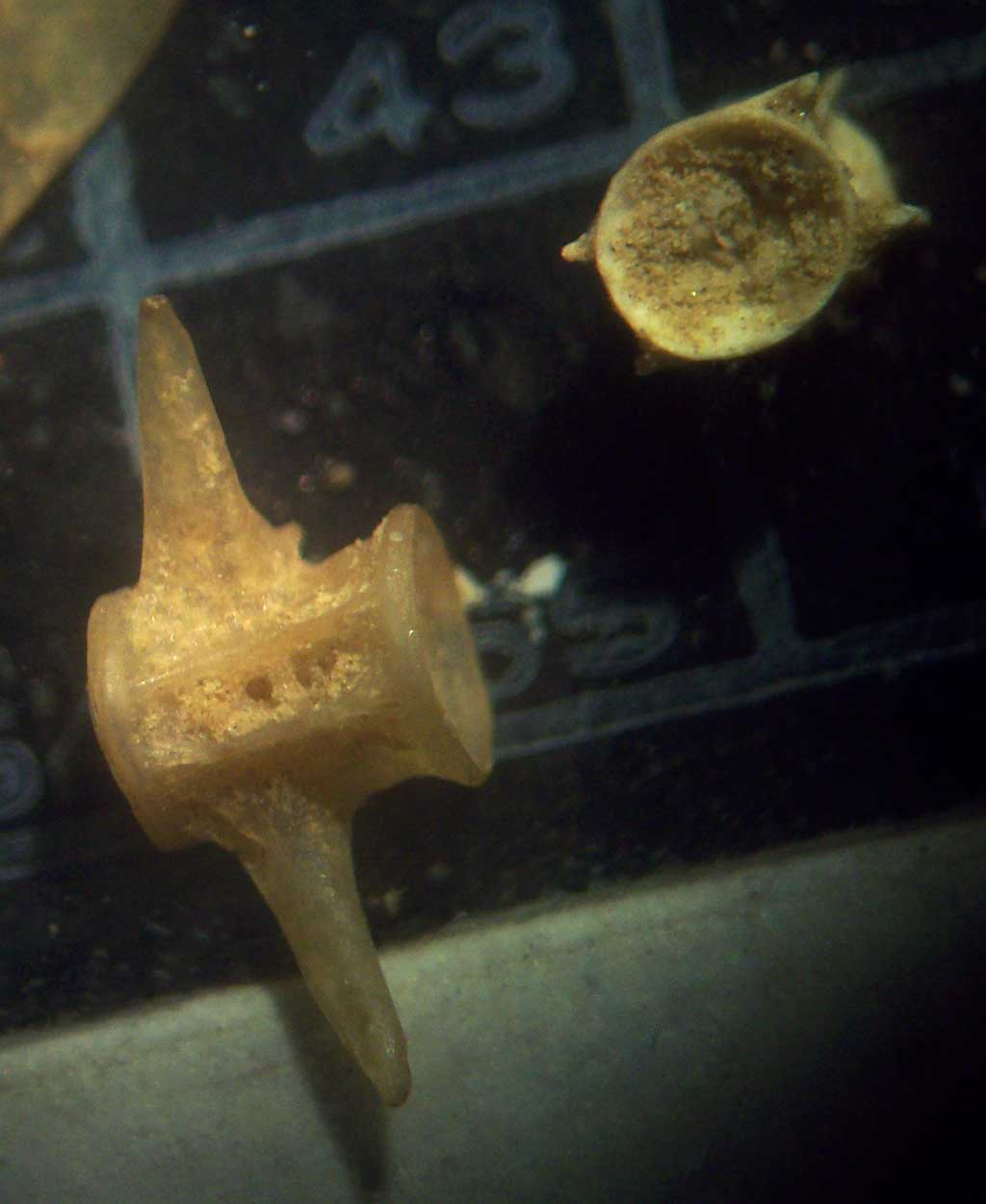 Louisville Fossils and Beyond: Micro Fish Fossils