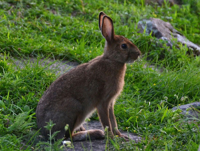 Woods Walks and Wildlife: Adventures in Ottawa, Part 2: Snowshoe Hare ...