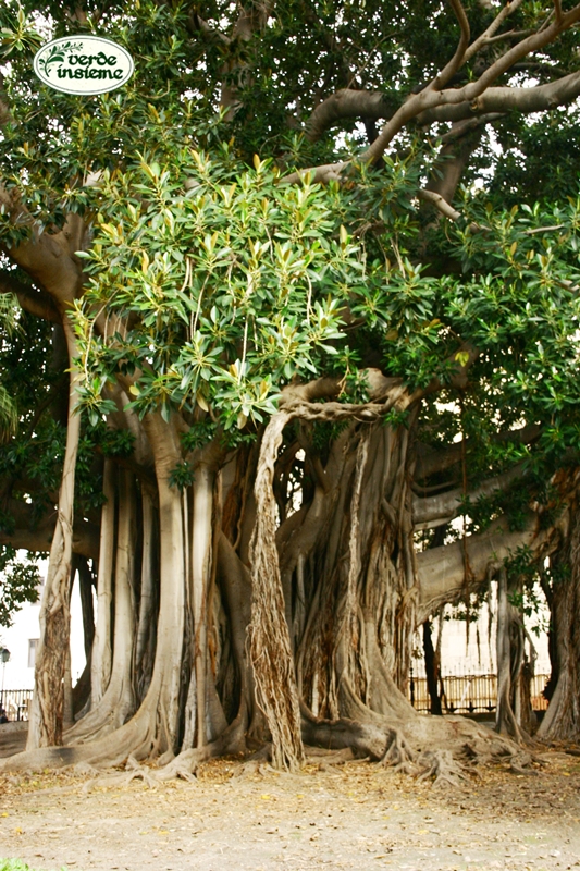 Ficus magnolioides: i giganti “strangolatori”