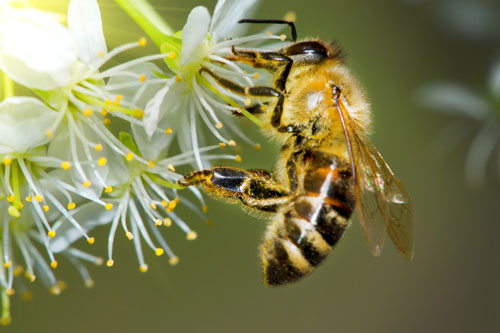 CLAP MANIA: LAS ABEJAS