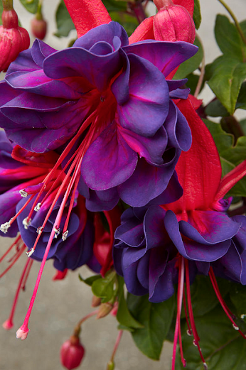 Fuchsia Wonder Violet - Top Foto