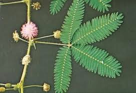 Daun Majemuk dan contoh tanamannya ~ Scientists Biology