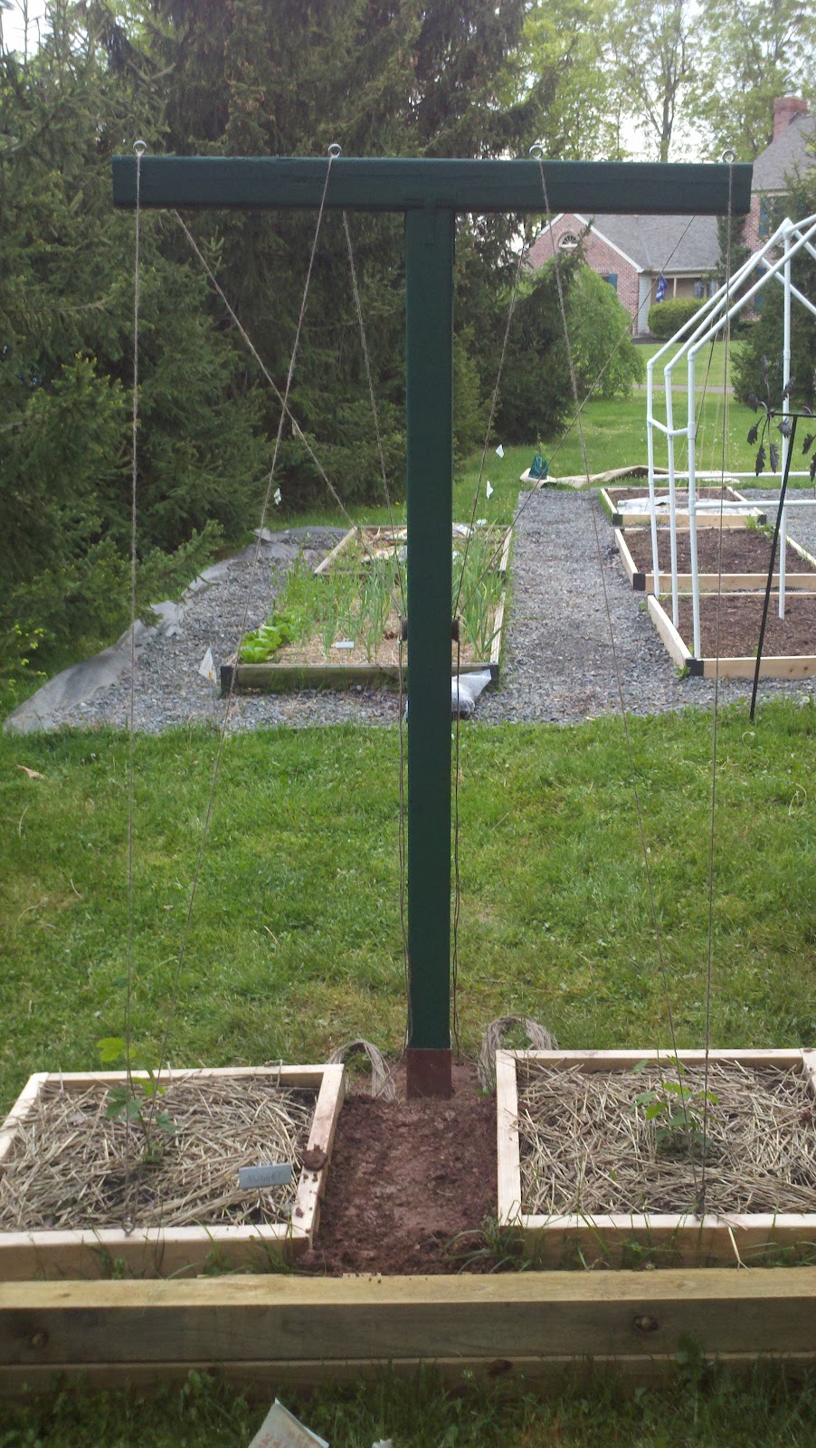 Harleysville Homestead: Hop Trellis Build