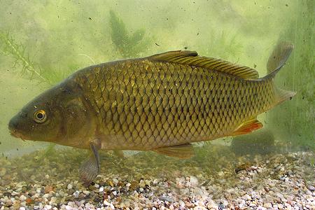 6de klas HHOH: De karper