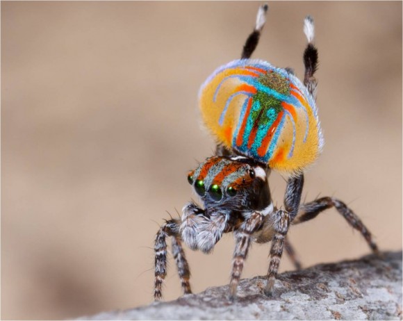 Creativity: Peacock spiders ... The world's most beautiful spiders