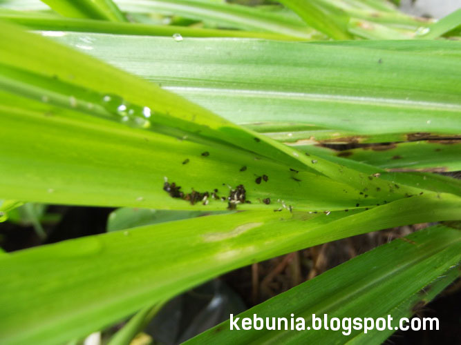 Kebun Mania Bertanam Tak Harus Di Tanah: Penyakit Blackspot Bercak ...