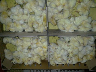 Pelaksanaan pemilihan bibit ayam broiler - Ayam Pedaging
