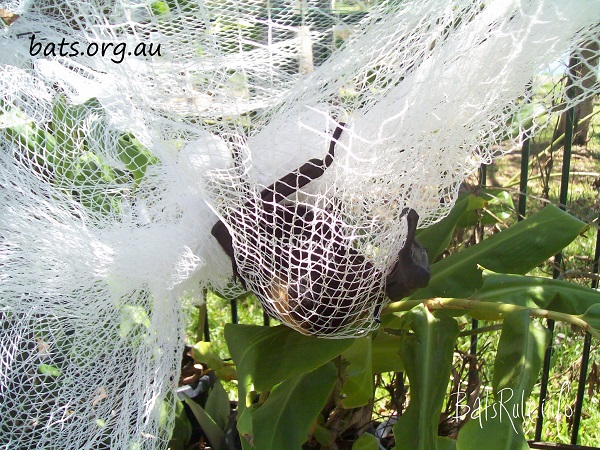 Netting | Fruit tree