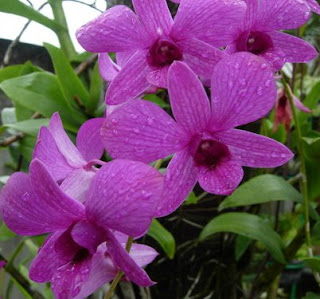 Macam Macam Bunga: Bunga Anggrek