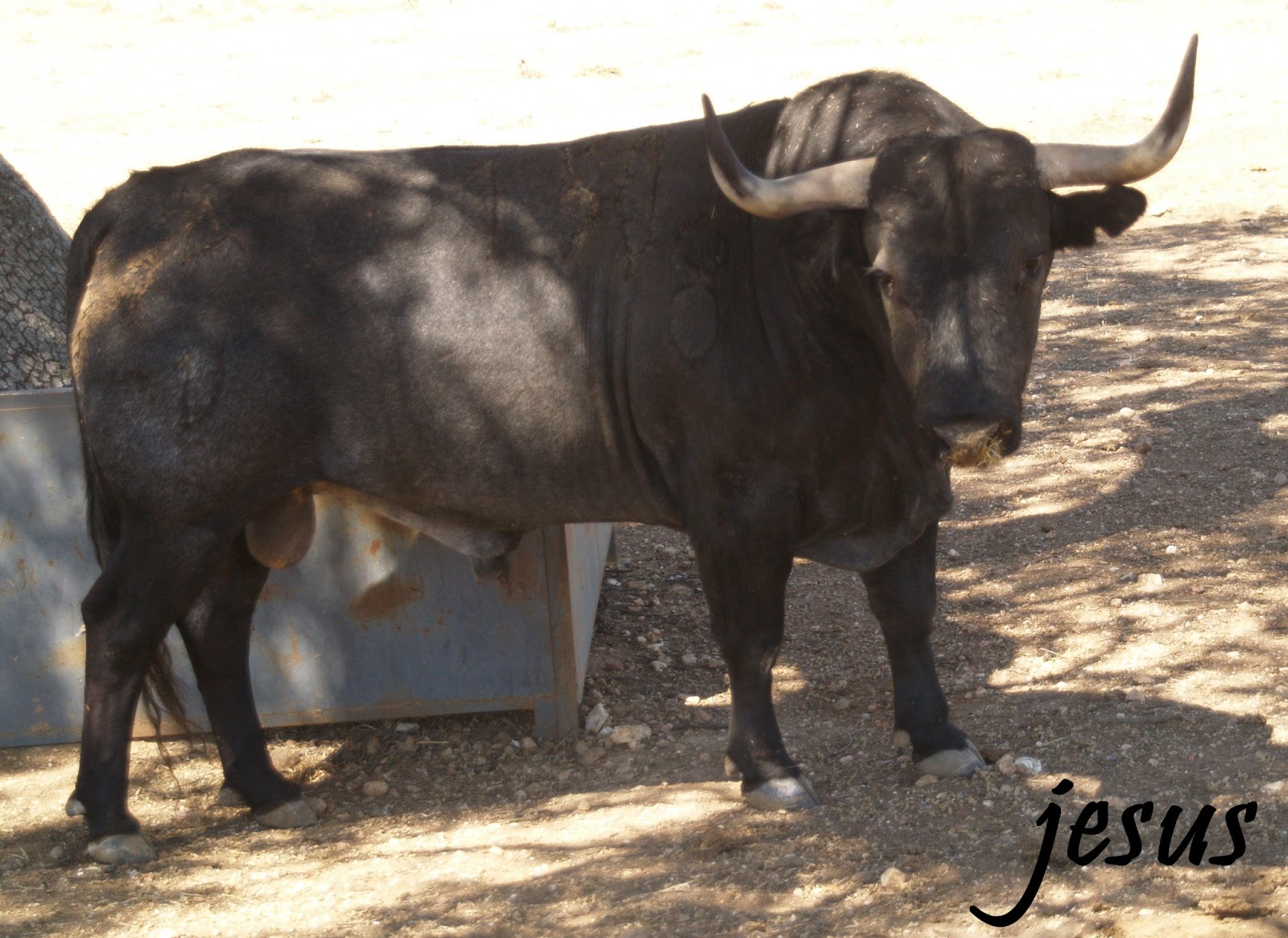 EL TORO EN EL CAMPO BRAVO: ganaderia victorino martin