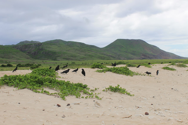 Biodiversidad de "El Bajío Profundo": ISLA CLARIÓN, ARCHIPIELAGO DE ...