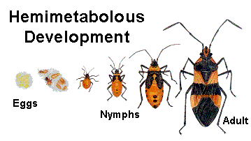 Tahap Pasca Embrio - Pertumbuhan dan Perkembangan Hewan | de Biology