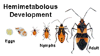 Tahap Pasca Embrio - Pertumbuhan dan Perkembangan Hewan | de Biology