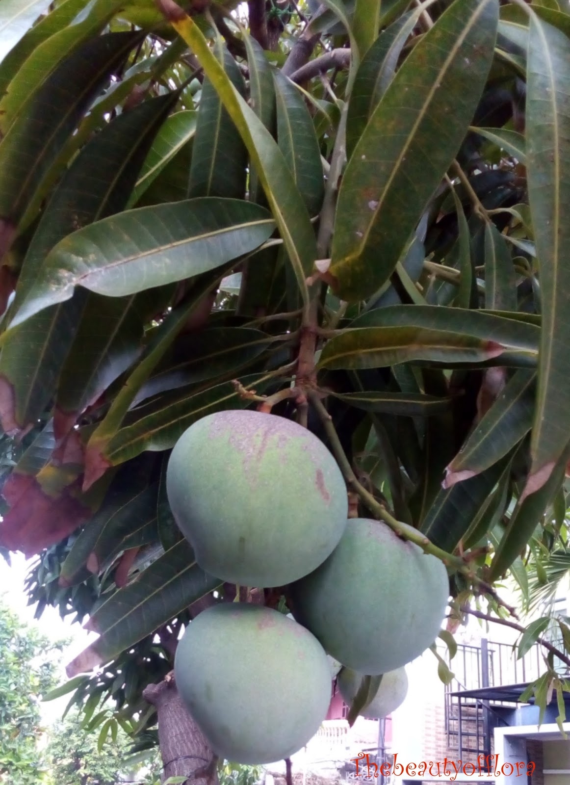 The Beauty of Flora: Mangga Apel (Mangifera Indica)