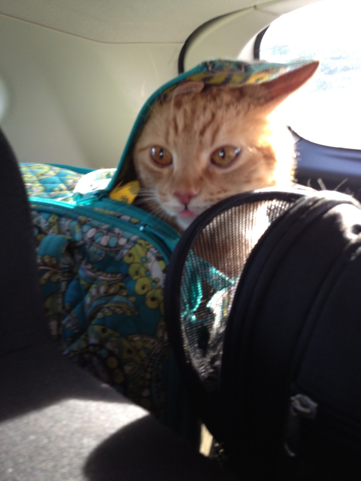 Polka-Dotty Place: Road Tripping with CATS