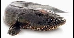 Tips Jitu Mancing Ikan Gabus Dengan Teknik Casting Agar Sukses ...