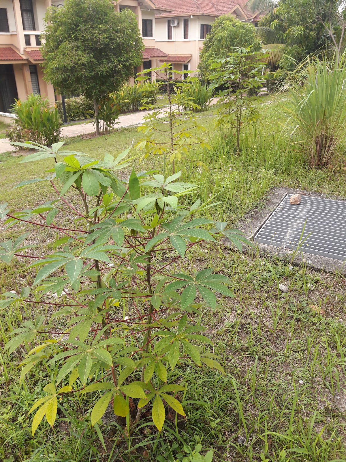 kebun sejemput...: Menuai Ubi Kayu dan Pucuknya