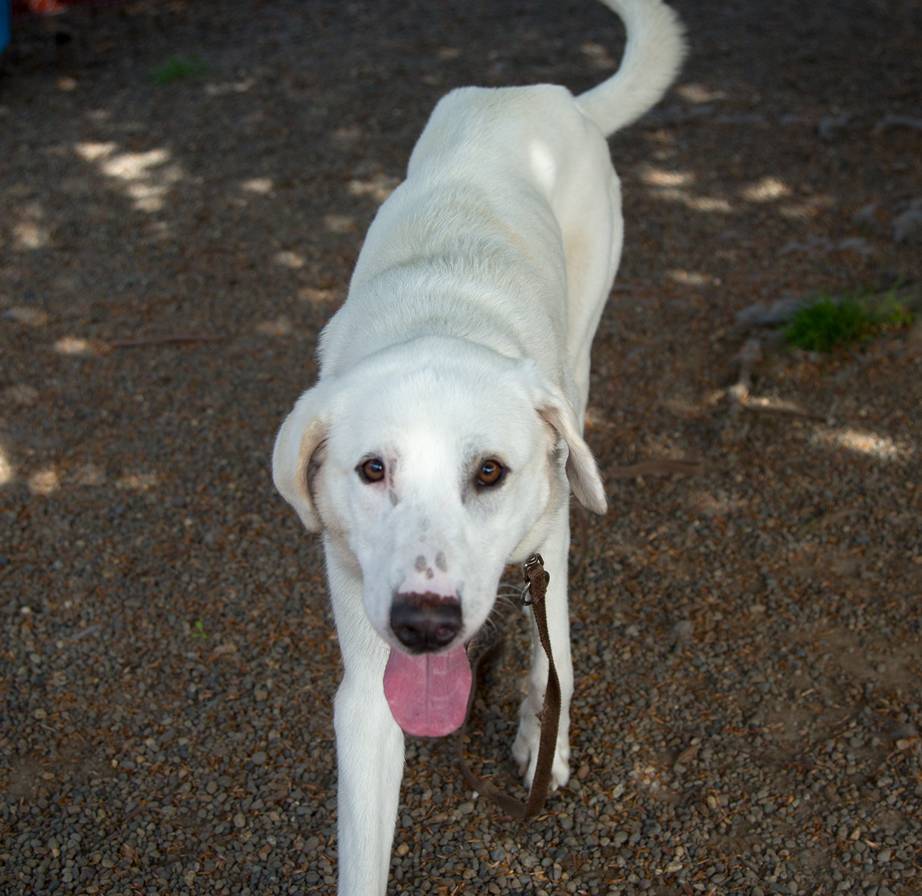 Shelter Dogs of Portland: "ARCHIE" tall lanky "Akbash mix? (plus LAB ...