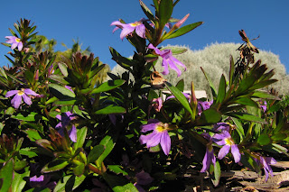 Flora Friday in Oz: The Australian Botanical Garden, Mt Annan NSW 8th ...